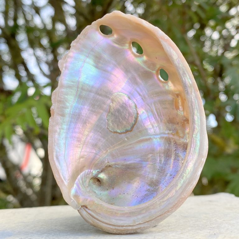 Abalone Shell: Beauty & Benefits Explained - Vibro Media