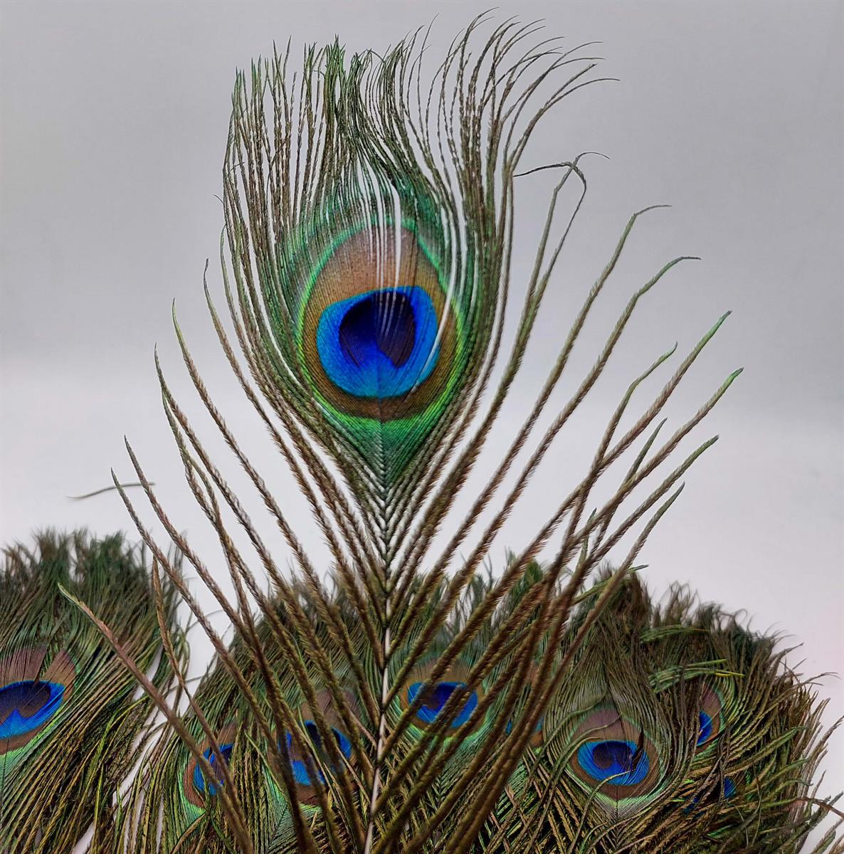 Peacock Feathers and Their Spiritual Significance - Vibro Media