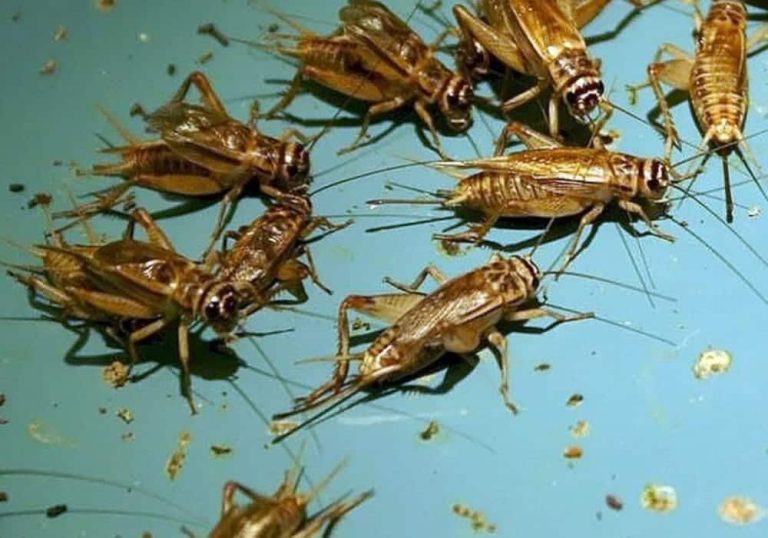 What Crickets Eat: A Complete Guide to Their Diet - Vibro Media