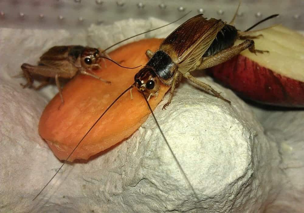 What Crickets Eat: A Complete Guide to Their Diet - Vibro Media
