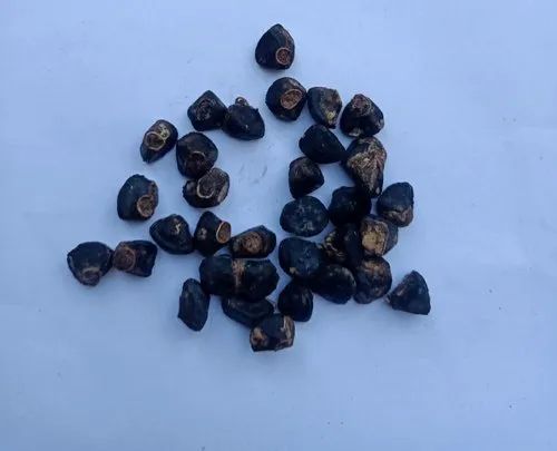 Banana Seeds: Understanding Their Role, Evolution, and Future - Vibro Media