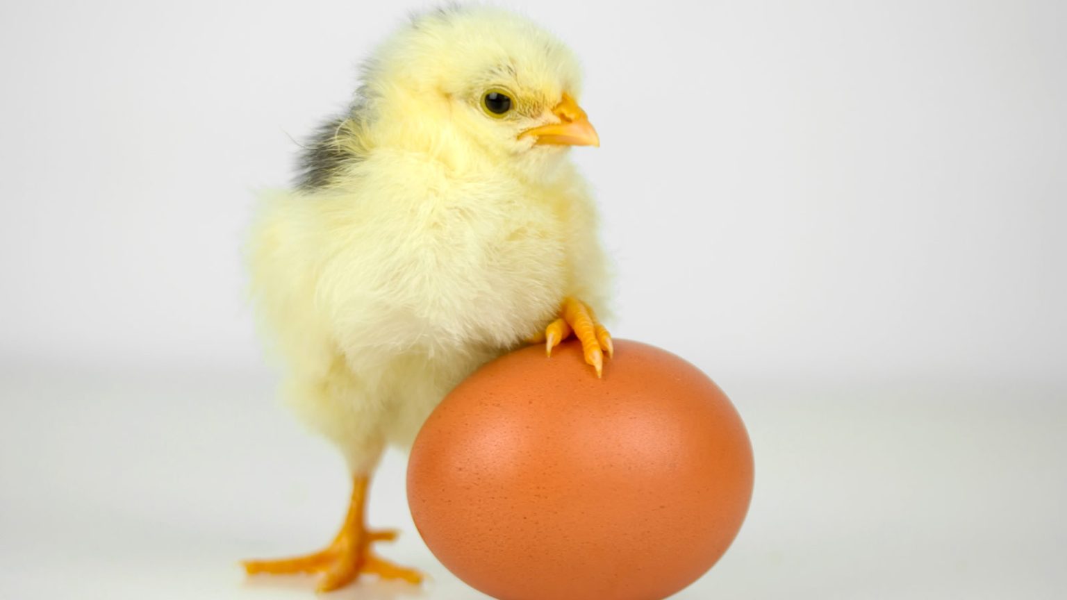 What Came First the Chicken or the Egg? Myth vs Fact 2026