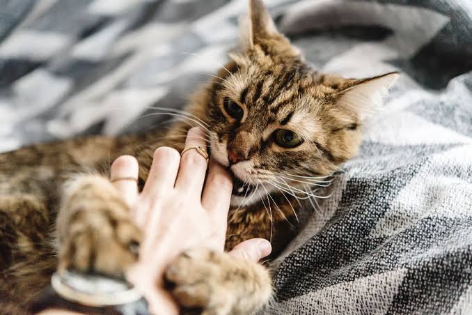 Why Is My Cat Biting Me? Causes & How to Stop It 2026